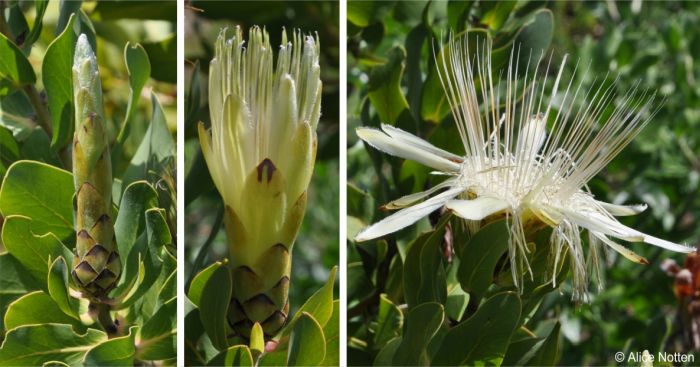 Protea aurea subsp. aurea | PlantZAfrica